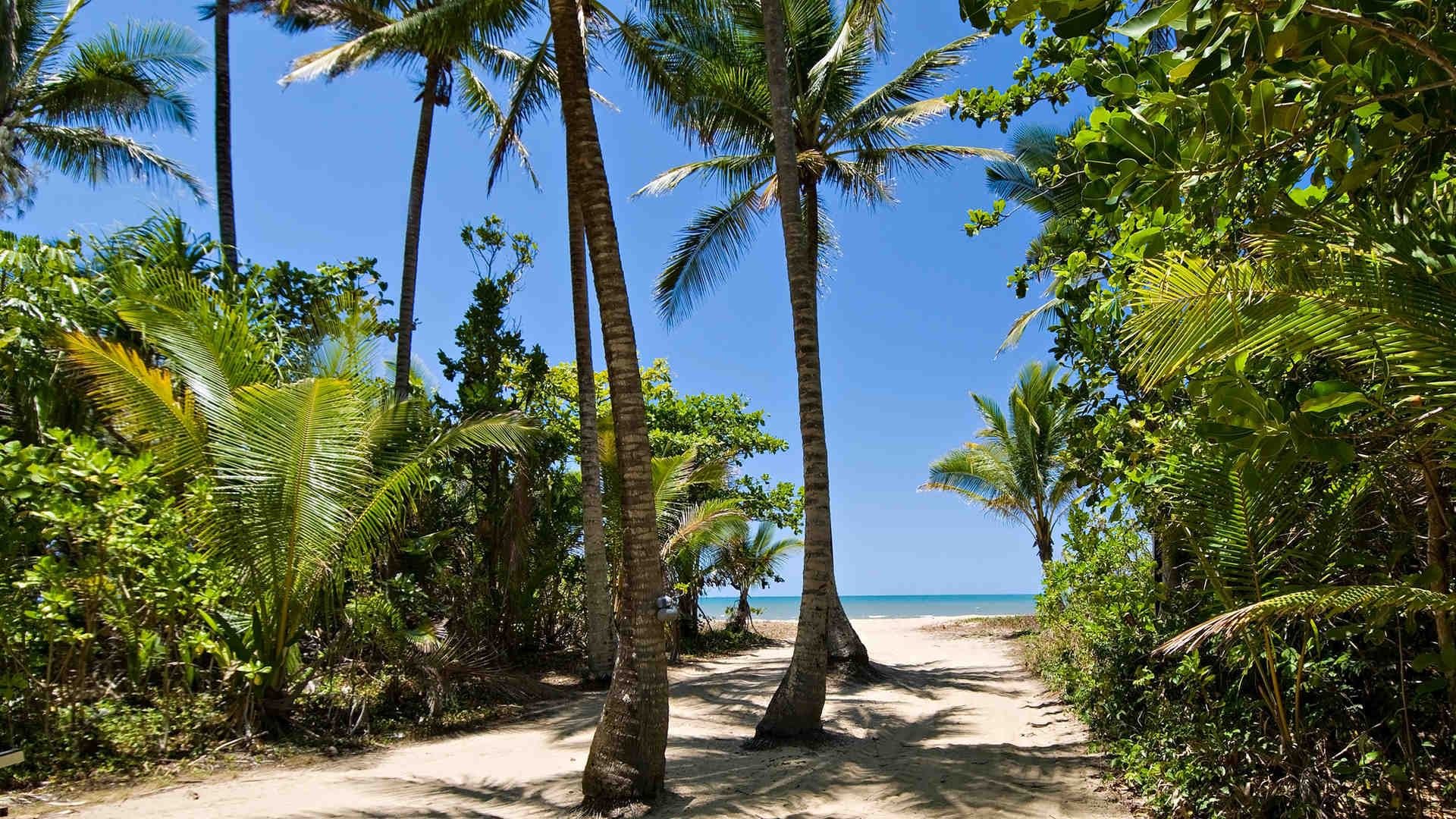 Daintree Beach Resort, QLD | G'Day Parks